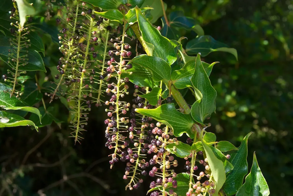 Buy Coriaria arborea (Tutu) Tree | Free Shipping NZ Wide