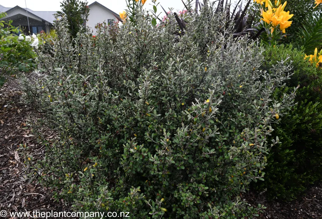 Buy Corokia 'Frosted Chocolate' | Free Freight Over $150