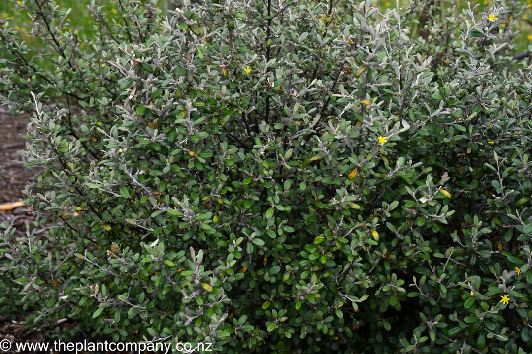 Buy Corokia 'Frosted Chocolate' | Free Freight Over $150