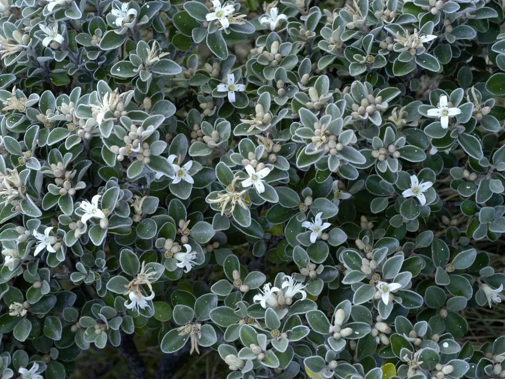 Buy Correa alba Plants Online | Free Shipping NZ Wide