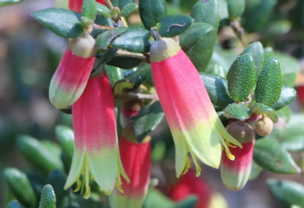 Buy Correa Jetty Red Plants | Free Shipping Over $150