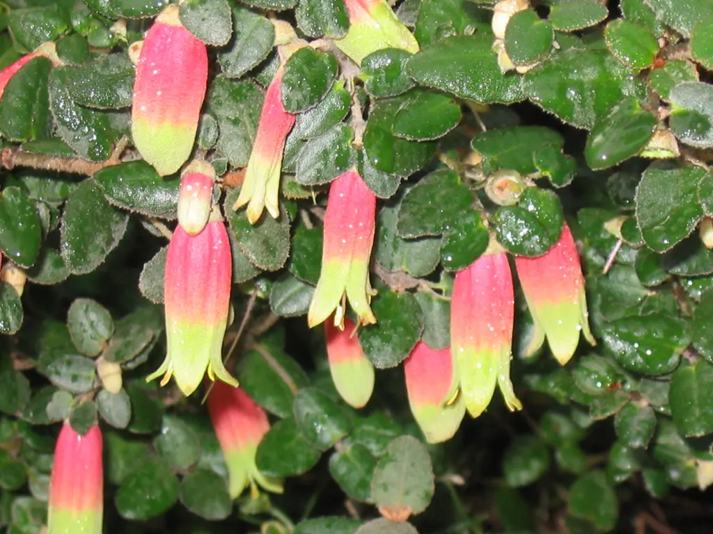 Buy Correa Marians Marvel Plants | Free Shipping Over $150