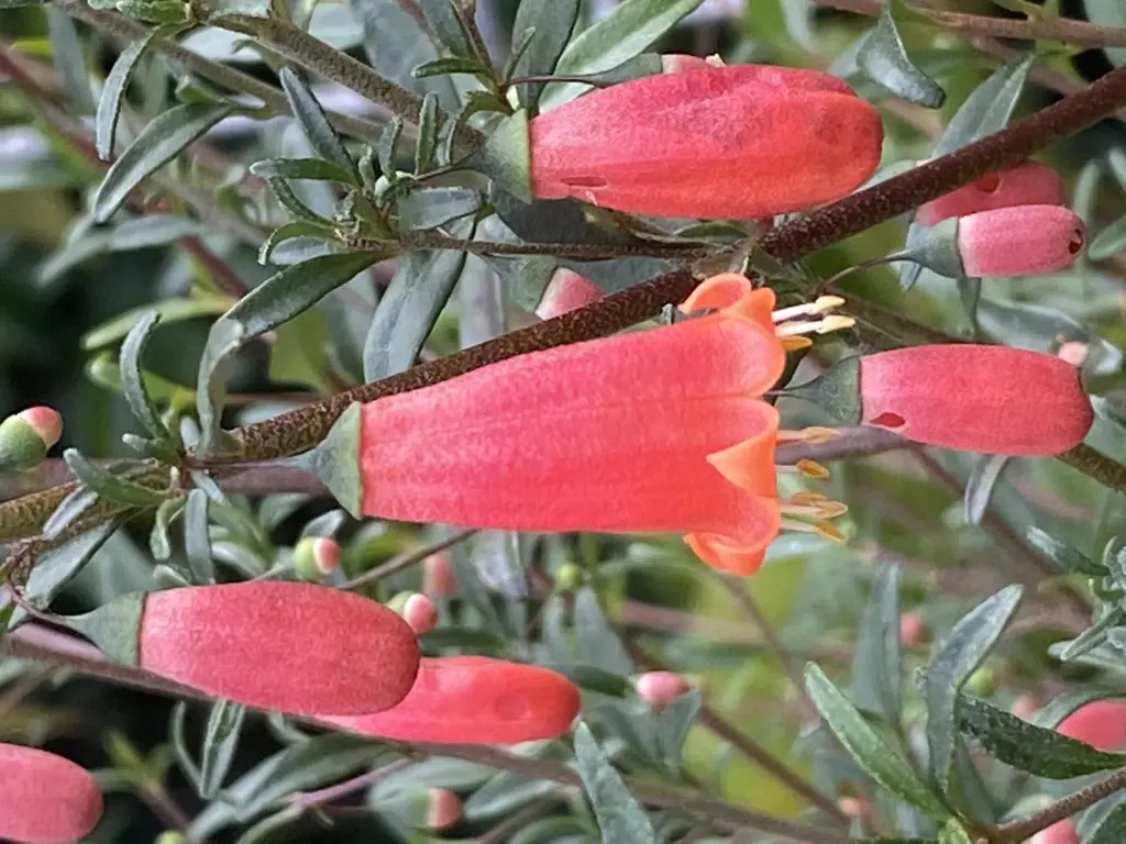 Buy Correa pulchella Plants Online | Free Shipping NZ Wide