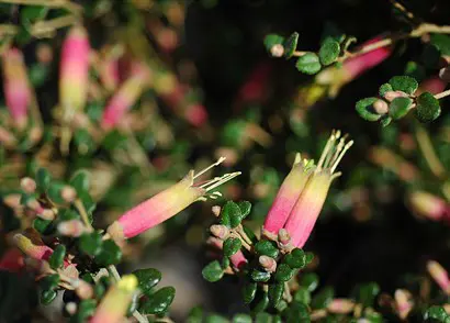 Buy Correa Redex Plants | Free Shipping Over $150