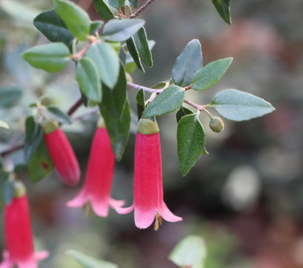 Buy Correa Tall Red Plants | Free Shipping Over $150