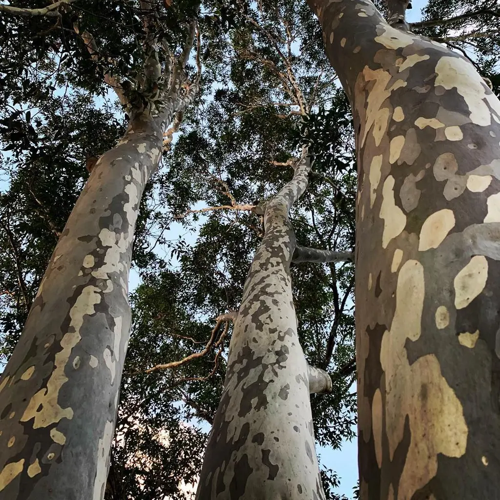 Buy Corymbia maculata Plants | Free Shipping Over $150