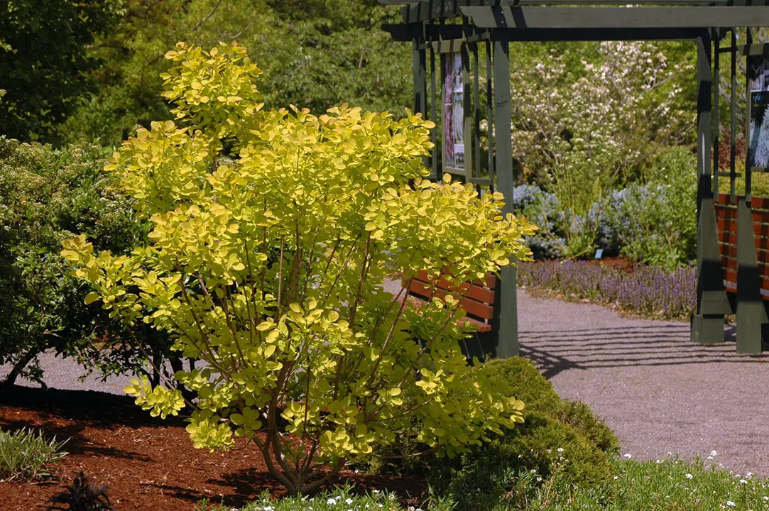 Golden Spirit Smoke Bush Tree