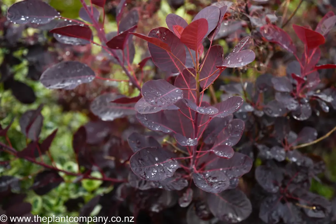 Royal Purple Smoke Tree Bush