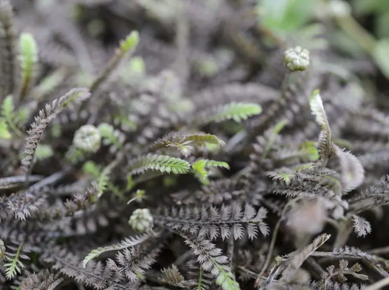 Buy Cotula squalida Platt's Black Plants Online