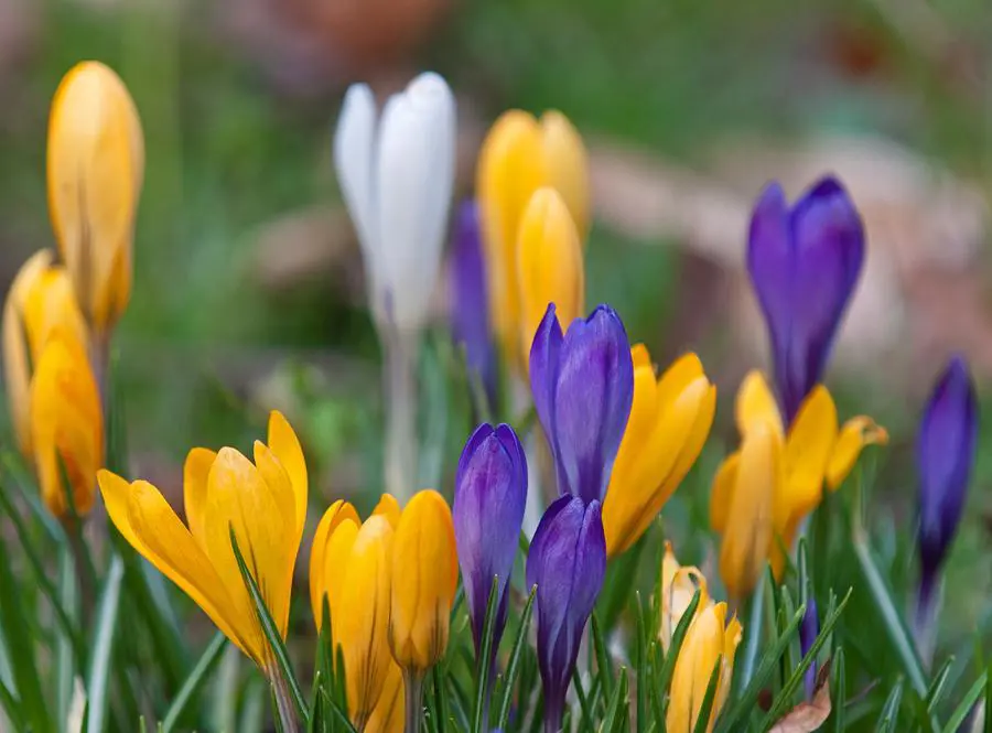 Buy Crocus Mixed Species Plants Online | Free Shipping NZ