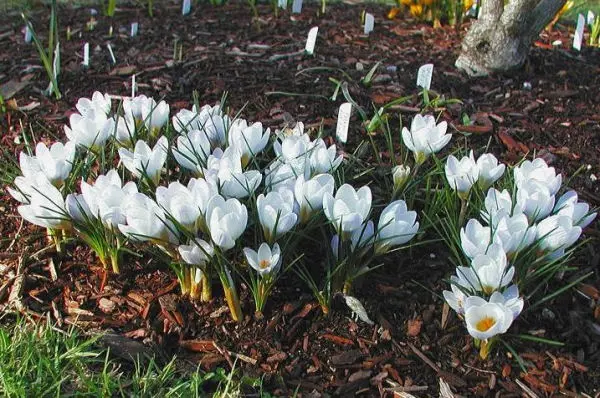 Buy Crocus 'Blue Pearl' Plants Online | Free Shipping NZ
