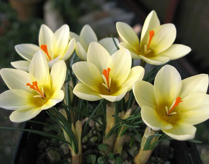 Buy Crocus 'Cream Beauty' Plants Online | Free Shipping NZ