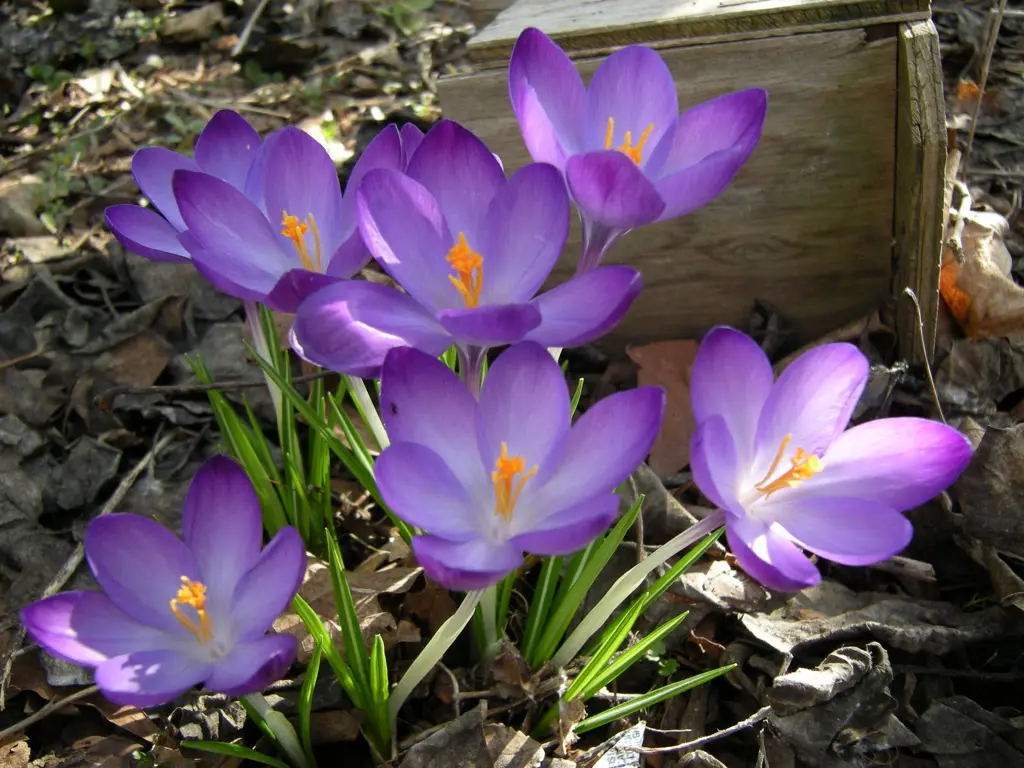 Buy Crocus 'Remembrance' Plants Online | Free Shipping NZ