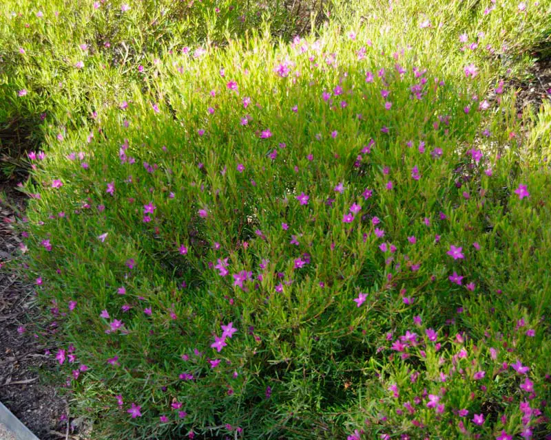 Buy Crowea exalata Plants | Free Shipping Over $150