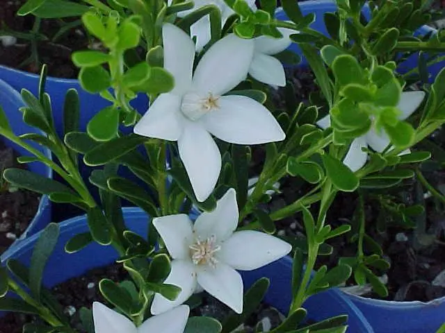 Buy Crowea White Star Plants | Free Shipping Over $150