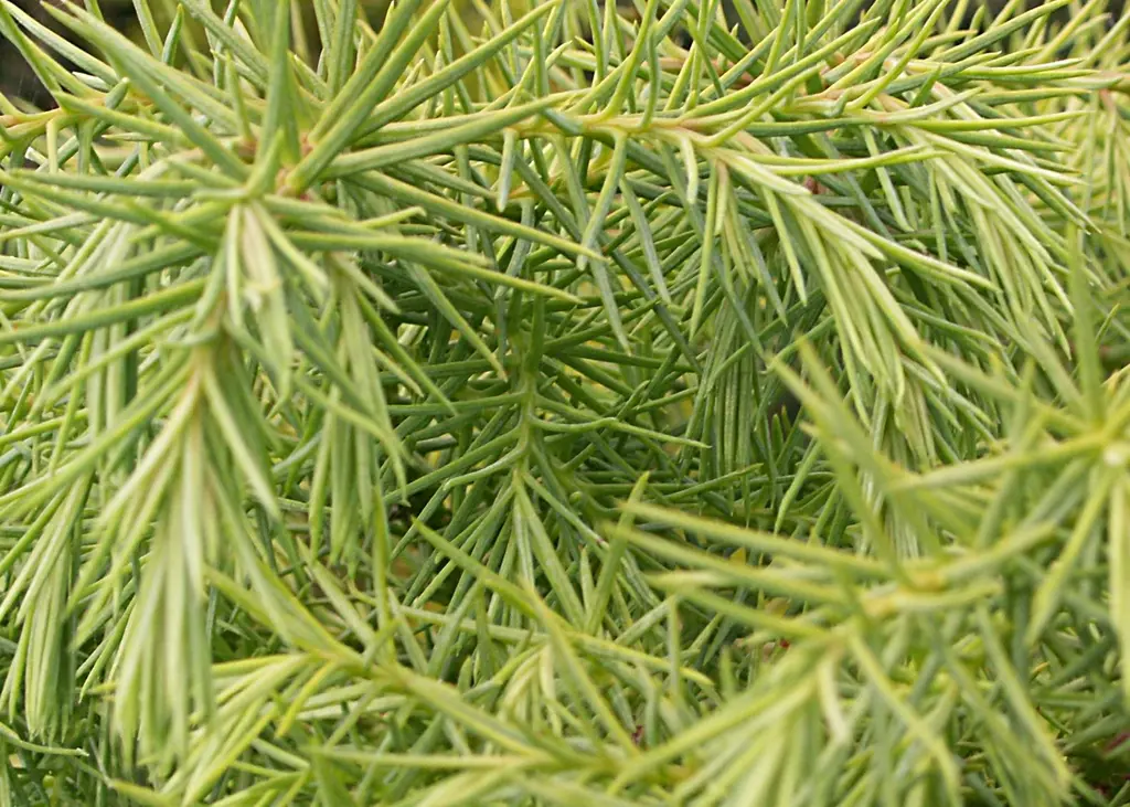 Cryptomeria japonica Elegans Aurea | Free Shipping Over $150