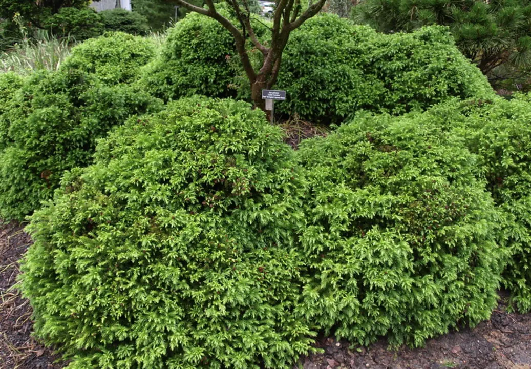 Cryptomeria japonica Elegans Nana | Free Shipping Over $150