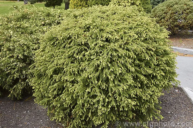 Buy Cryptomeria Littleworth Dwarf Plants | Free Shipping Over $150