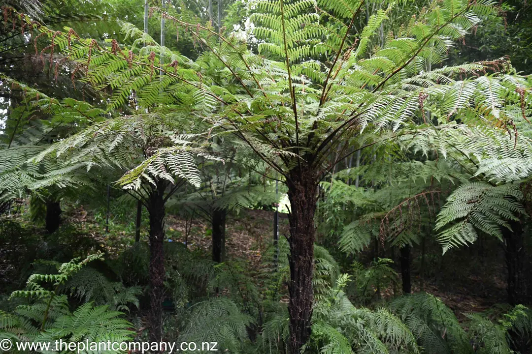 Cyathea cunninghamii | Free Freight Option