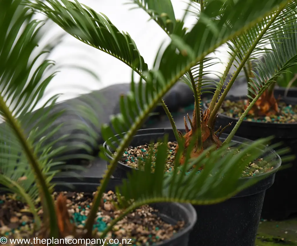 Buy Cycas revoluta - Sago Palm | Free Freight Over $150
