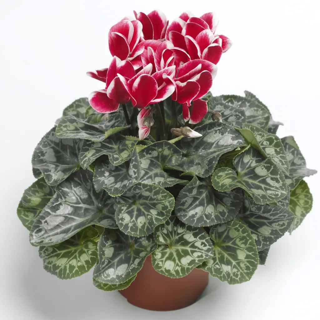 Buy Cyclamen Snowridge Scarlet Plants | Free Shipping Over $150