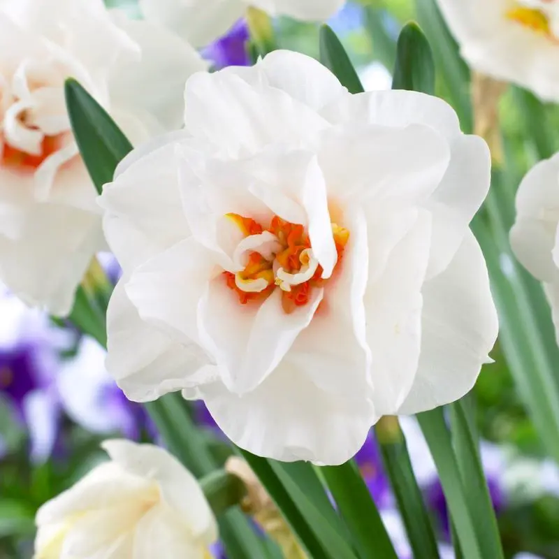 Buy Daffodil 'Acropolis' Plants Online | Free Shipping NZ