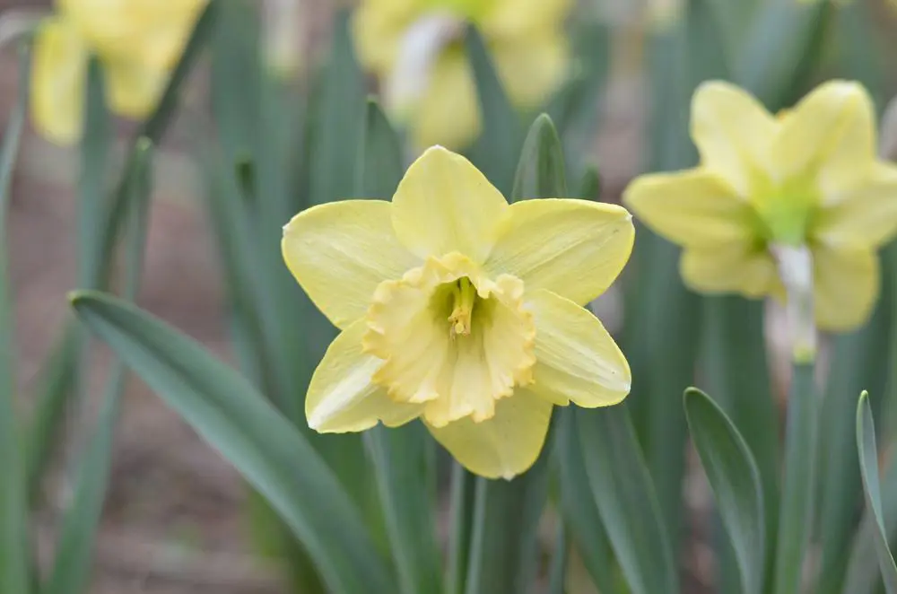 Buy Daffodil Alexis Beauty Plants | Free Shipping Over $150