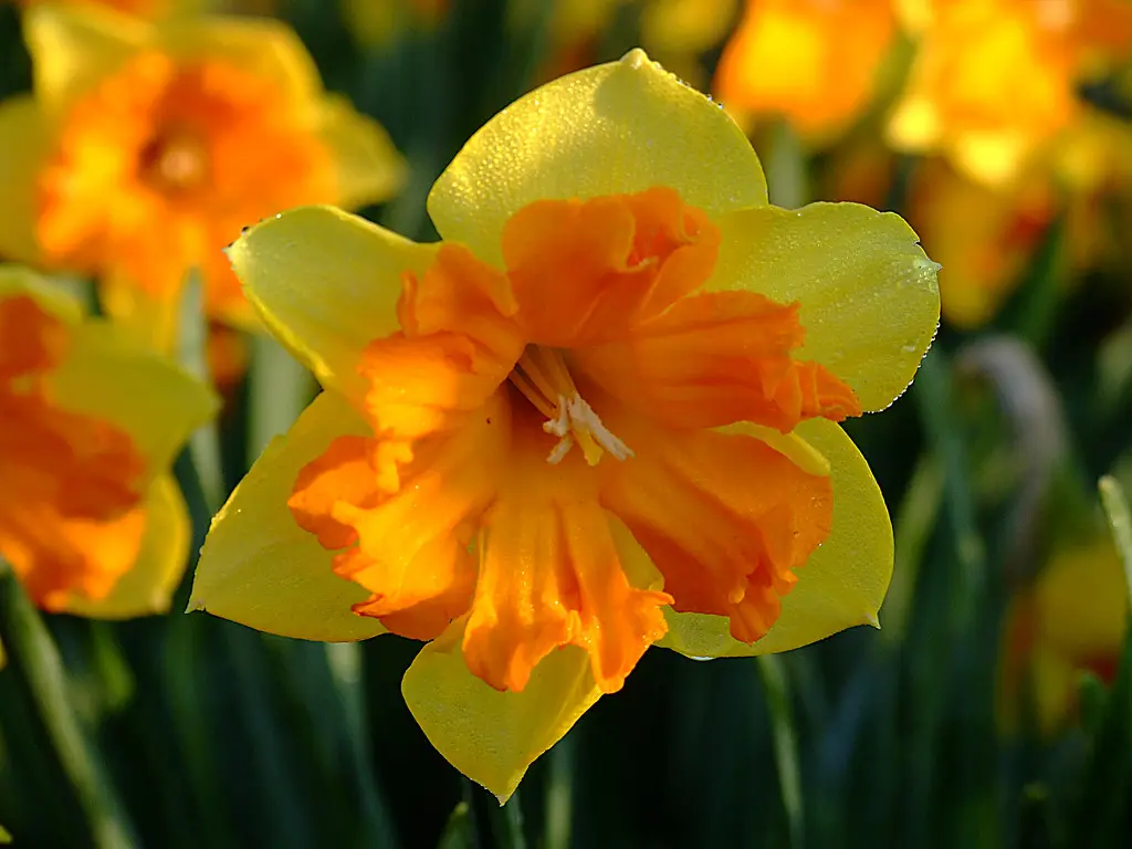 Buy Daffodil Congress Plants | Free Shipping Over $150