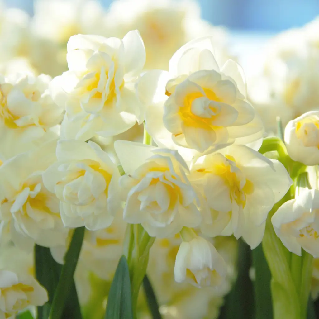 Buy Daffodil Erlicheer Plants | Free Shipping Over $150