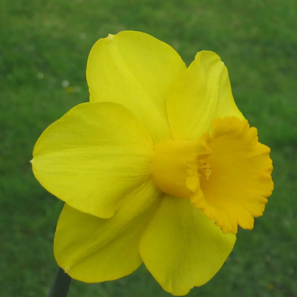 Buy Daffodil Gold Convention Plants | Free Shipping Over $150