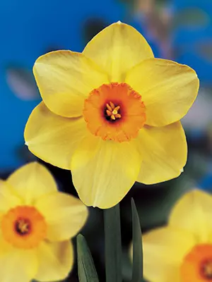 Buy Daffodil Stylish Plants | Free Shipping Over $150