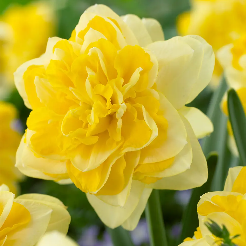 Buy Daffodil Sweet Pomponette Plants | Free Shipping Over $150