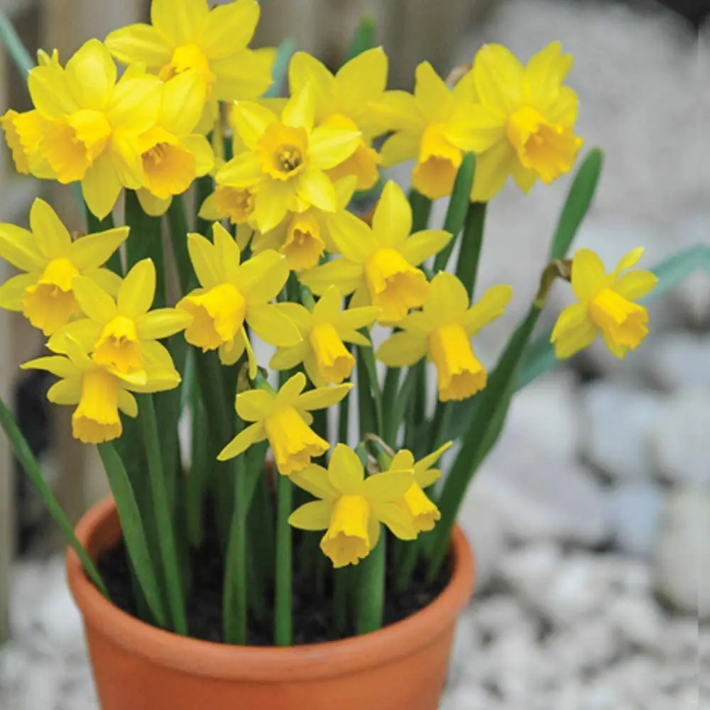 Buy Daffodil Tete a Tete Plants Online | Free Shipping NZ