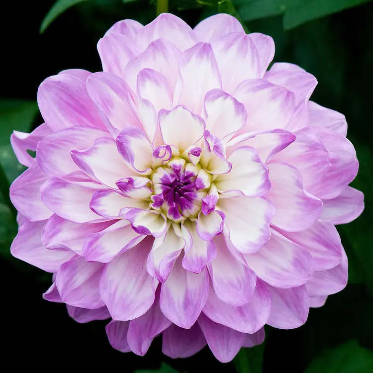 Buy Dahlia Blue Wish Plants | Free Shipping Over $150
