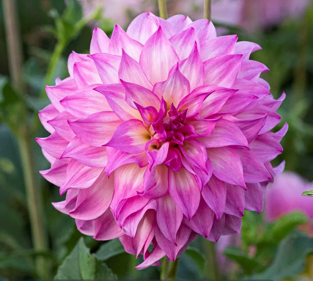 Buy Dahlia 'Creme de Cognac' Online | Free Shiiping NZ Wide