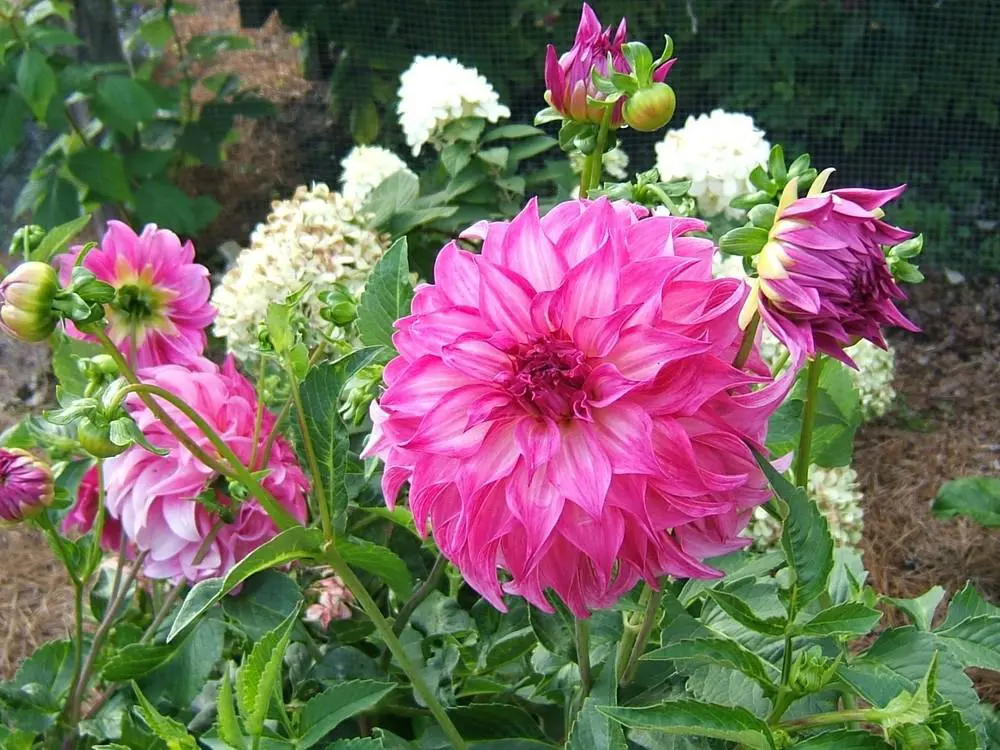 Buy Dahlia Nuit D Ete Plants | Free Shipping Over $150