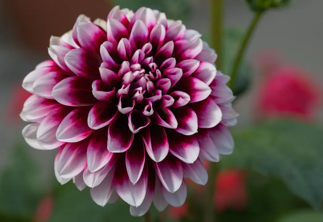 Buy Dahlia Edinburgh Plants | Free Shipping Over $150