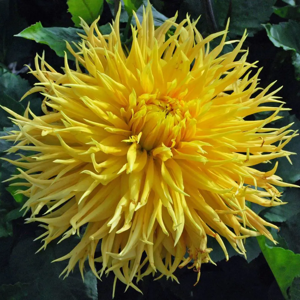 Buy Dahlia Encore Plants | Free Shipping Over $150