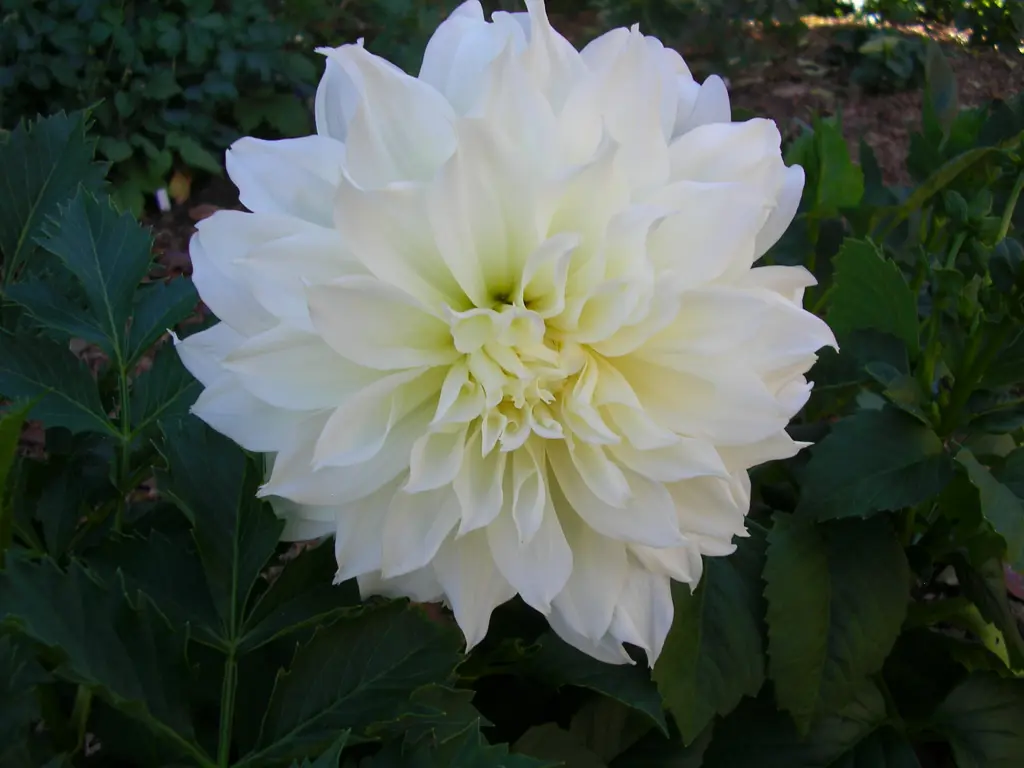 Buy Dahlia Fleurel Plants | Free Shipping Over $150