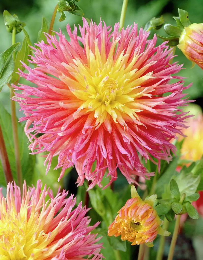 Buy Dahlia Fringed Star Plants | Free Shipping Over $150