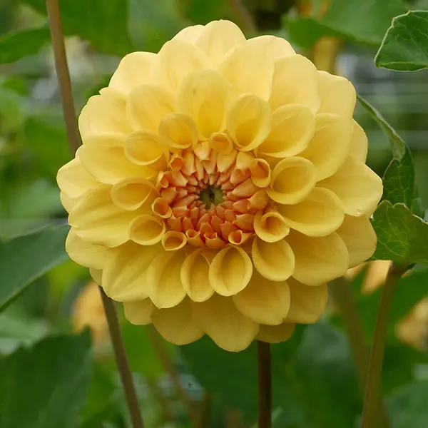 Buy Dahlia Golden Scepter Plants | Free Shipping Over $150