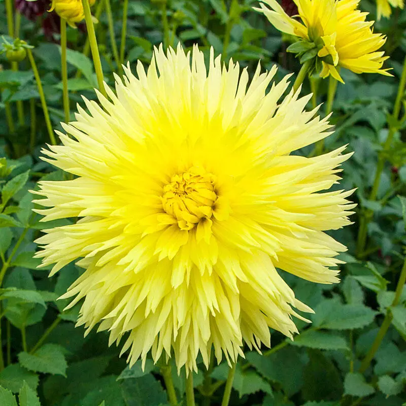 Buy Dahlia Hale Bopp Plants | Free Shipping Over $150
