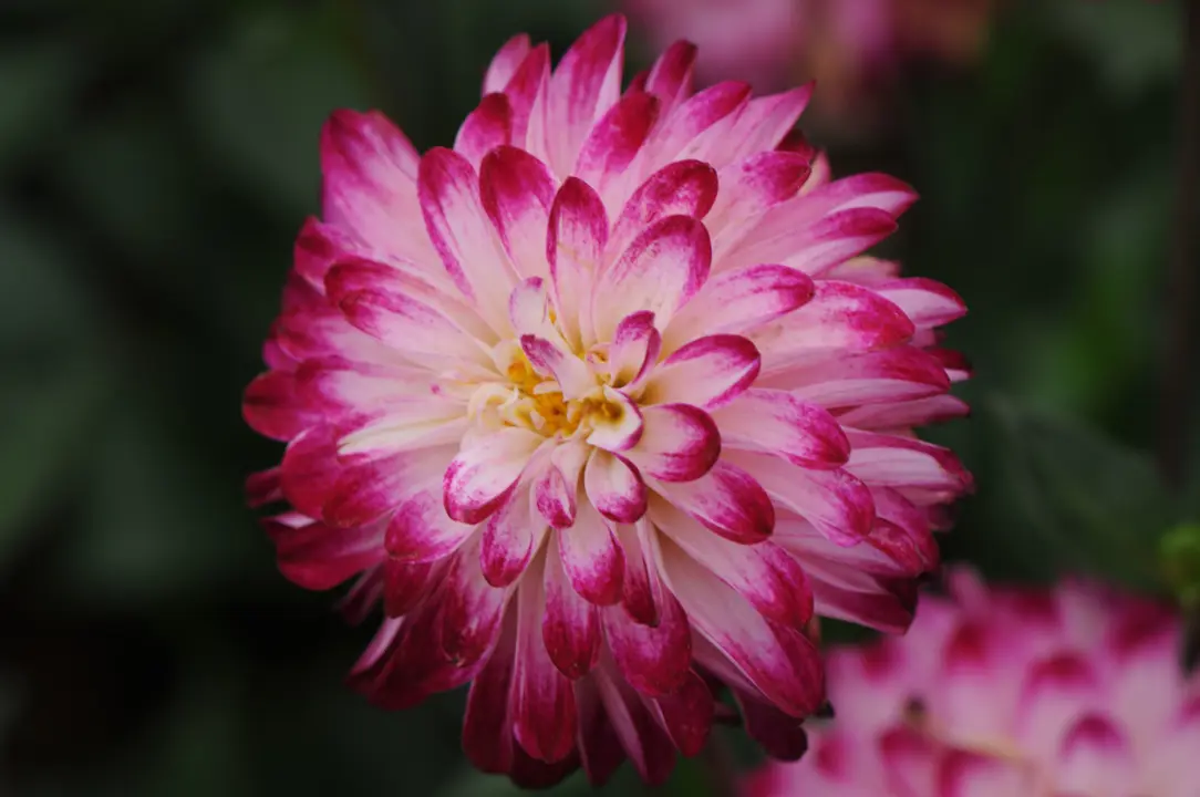 Buy Dahlia Little Robert Plants | Free Shipping Over $150