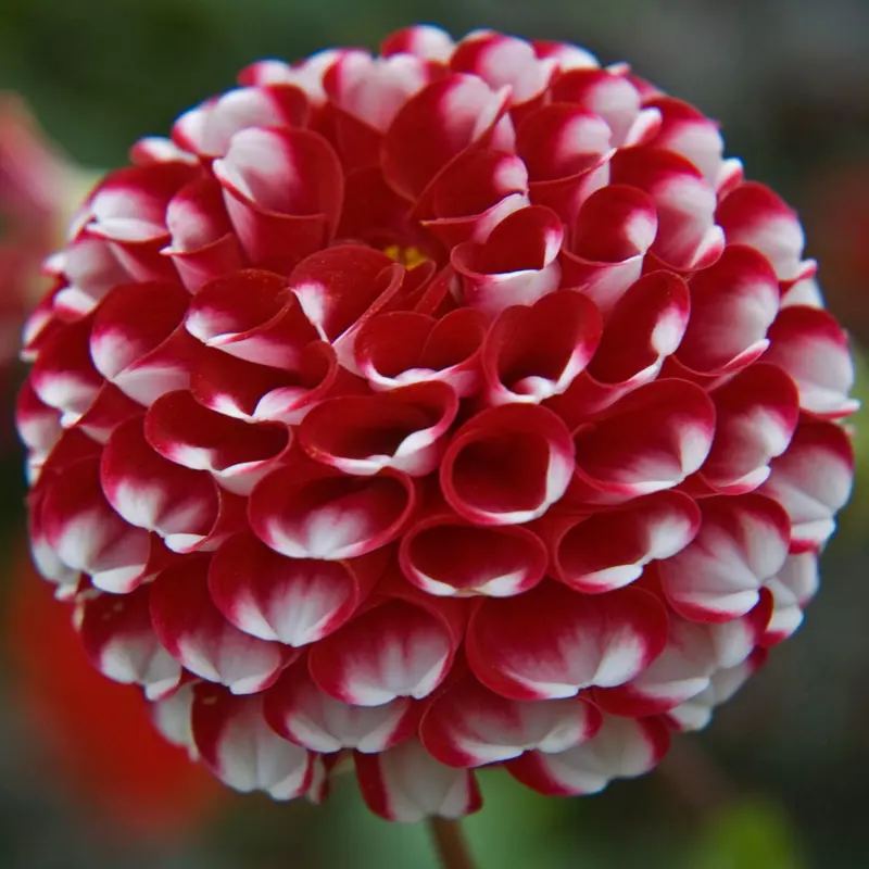 Buy Dahlia Little William Plants | Free Shipping Over $150