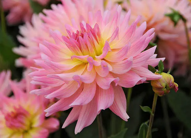 Buy Dahlia Melody Gipsy Plants | Free Shipping Over $150