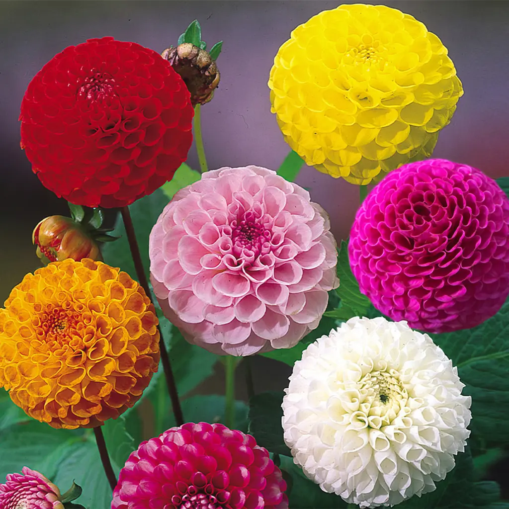 Buy Dahlia Pom Pom Mixed Plants | Free Shipping Over $150