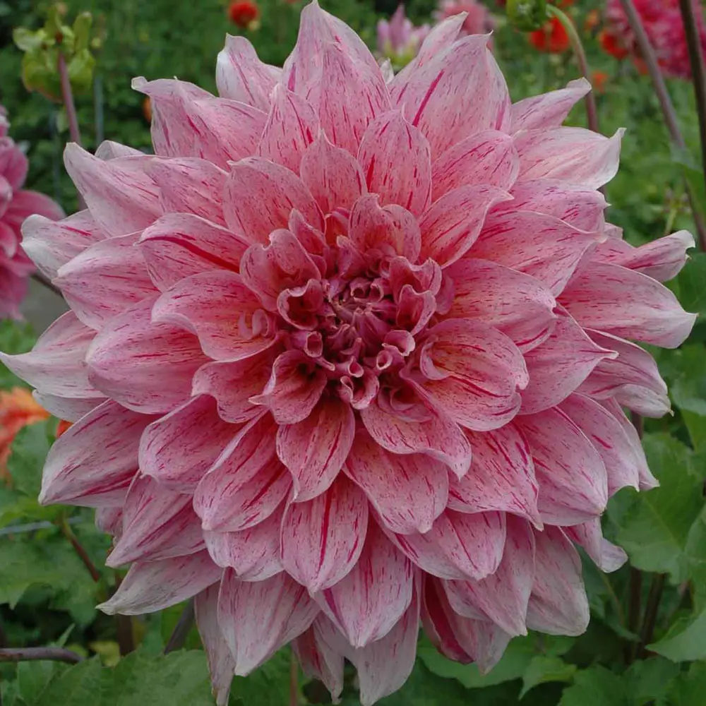 Buy Dahlia Striped Emory Paul Plants | Free Shipping Over $150