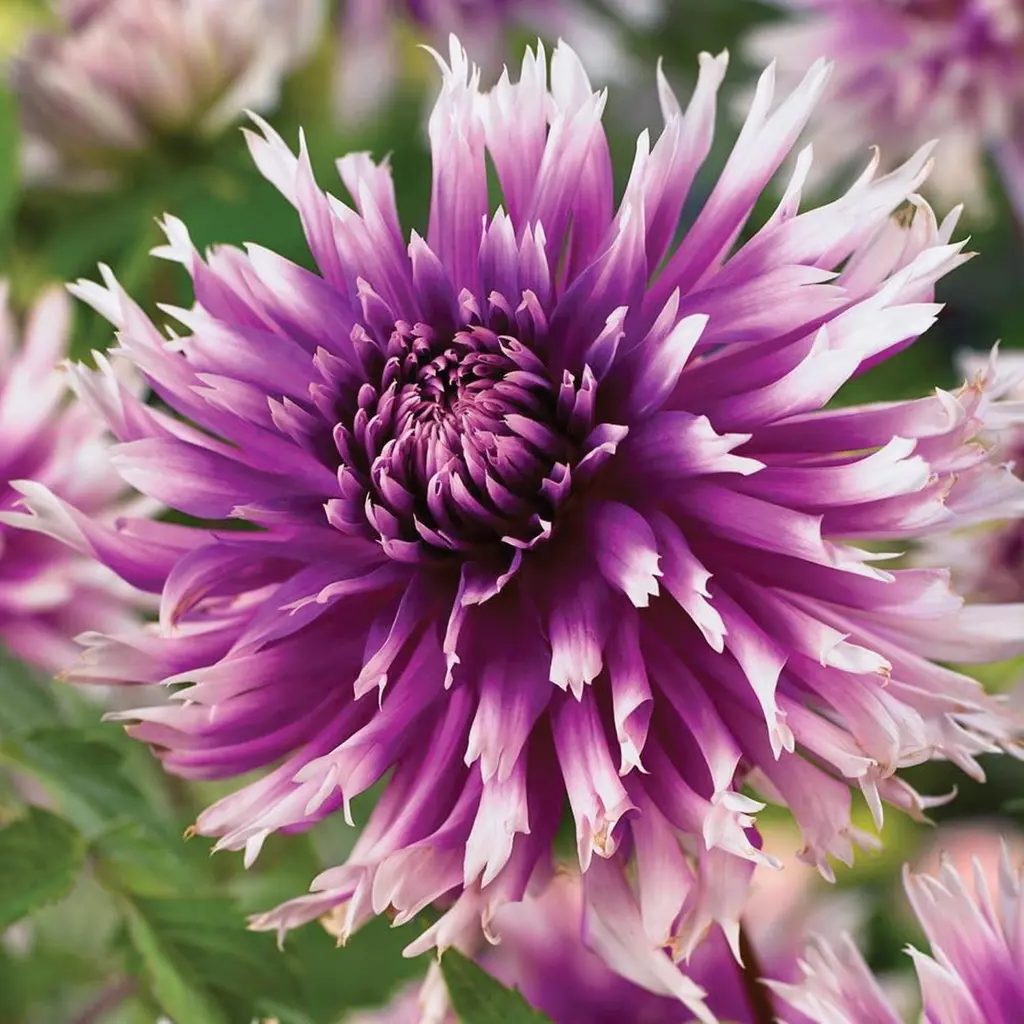 Buy Dahlia Table Dancer Plants | Free Shipping Over $150