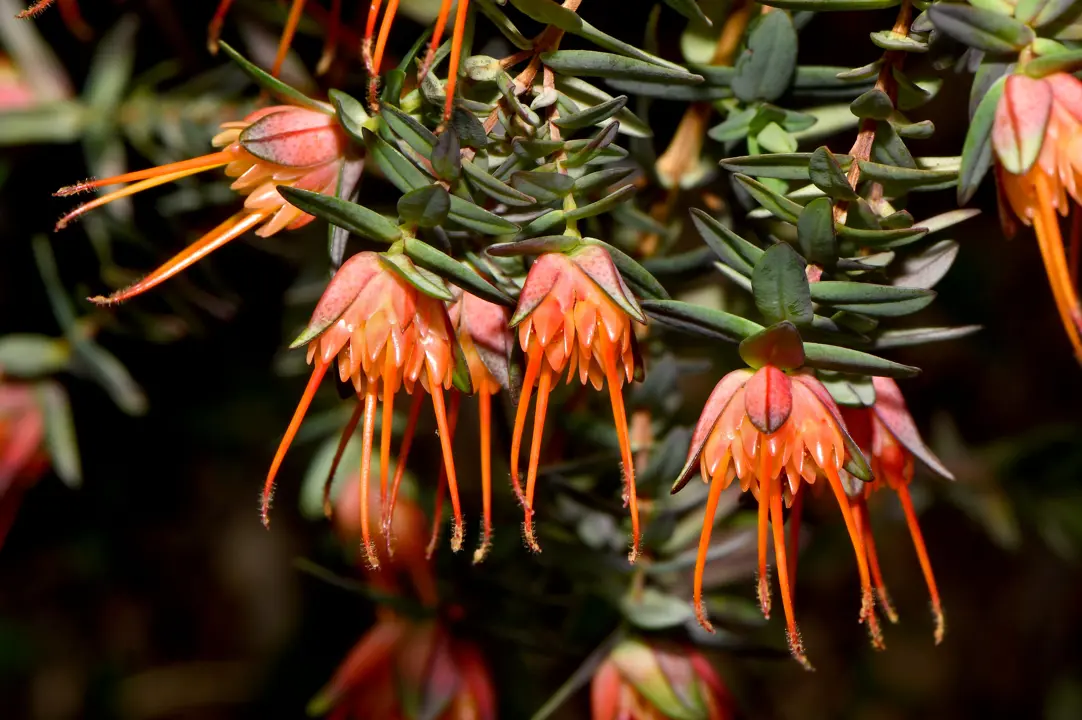 Buy Darwinia citriodora Plants | Free Shipping Over $150