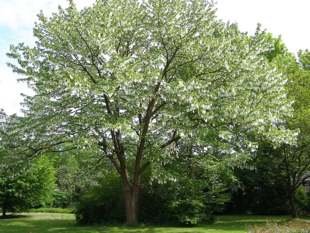 Buy Davidia involucrata Plants | Free Shipping Over $150